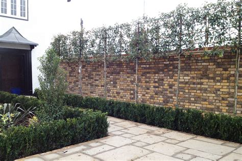 Overlooked Being Overlooked Choose Trees For Screening