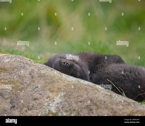 The Cub Upside Down Napping Aviemore Scotland Adorable Images Show Ten