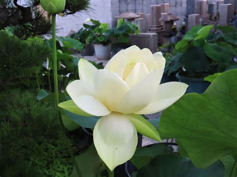 IMG 240622 15 長徳禅寺の蓮の花 GANREF