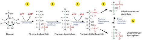 Glycolysis BIO Introduction To Physiology