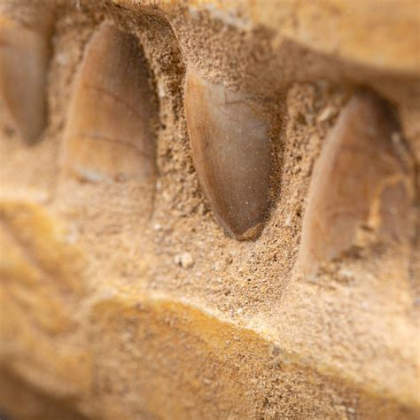 Wunderkammer Jaw Mosasaurus Mosasaurus Hoffmannii Fossil Fragment 170 Mm 190 Mm