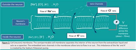 Propagating Nerve Impulse In Hodgkin Huxley Model Modeling With R Part 1 R Bloggers
