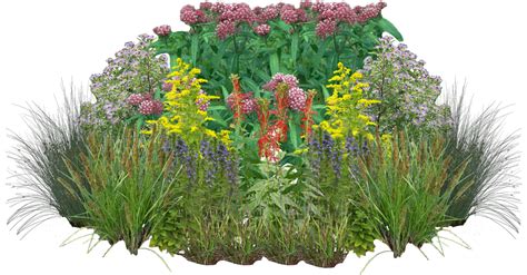 Upstate New York Native Plants My Home Park