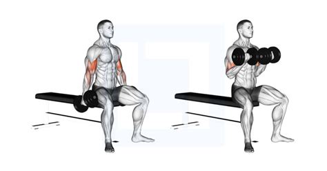 Cheat Curl Guide Benefits And Form