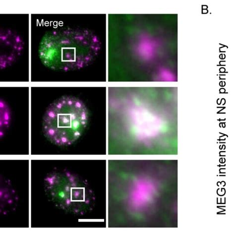 Meg3 Surrounds Nuclear Speckles In Response To Splicing Inhibition A