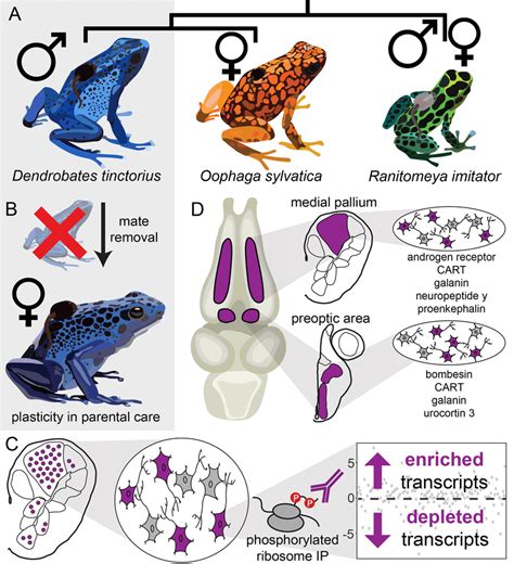 Within And Between Species Comparisons Used To Identify Core Brain