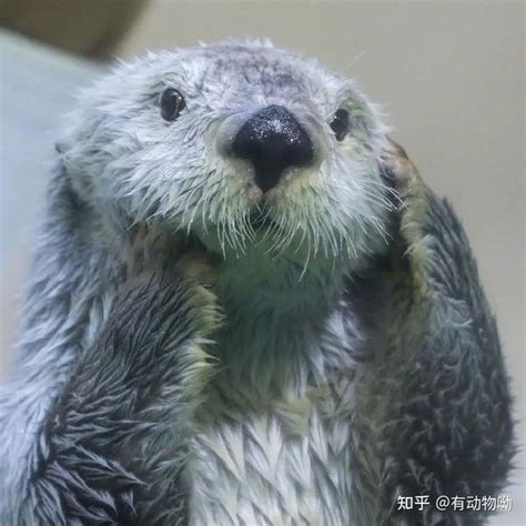 每天了解一个动物水獭 知乎