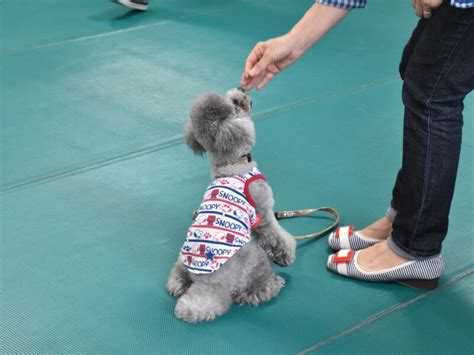 日本人は犬をよくわかっていない！？ 飼い主が学ぶことが「犬の幸せ」に 「犬や猫ともっと幸せに」をコンセプトにしたwebメディア「sippo」