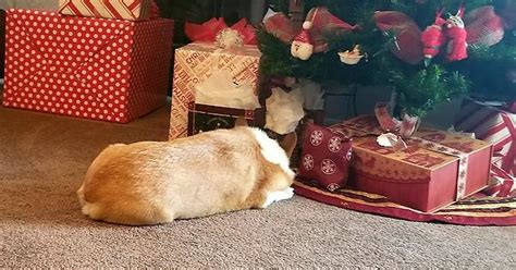 making sure his present doesn t go anywhere album on imgur