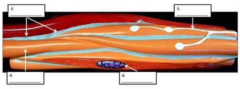 Biol 2401 Lab 3 Practical Exam Smooth Muscle Tissue Diagram Quizlet