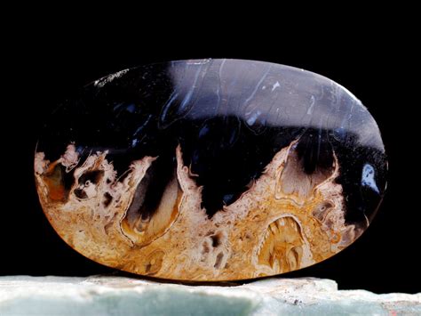 Fossilized Palm Root Cabochon Etsy Etsy Cabochon Agate Crystal