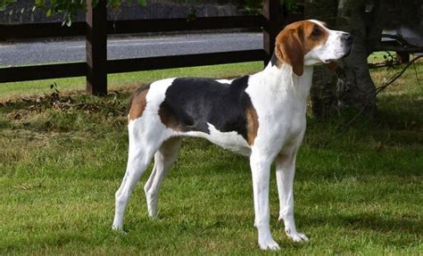 Treeing Walker Coonhound Breed Information Guide Photos OFF