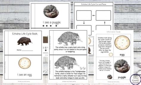 Echidna Life Cycle Printables Simple Living Creative Learning