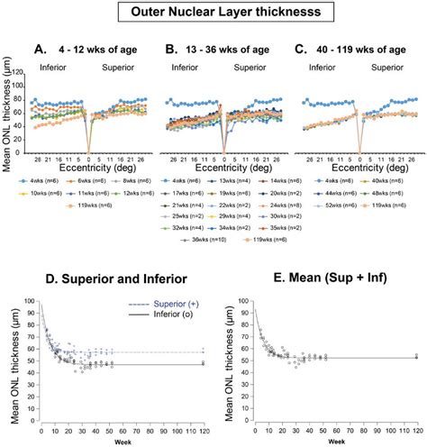 Retinal Photoreceptor Cell Inner Segment Semantic Scholar