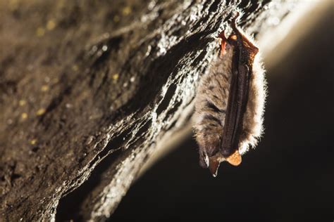 Do Bats Hibernate Bat Control