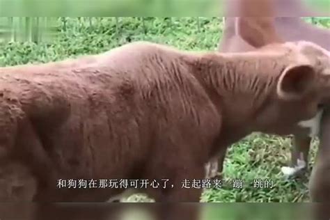 一只被狗带坏了的牛连走路都不老实学狗蹦跳着走 学狗