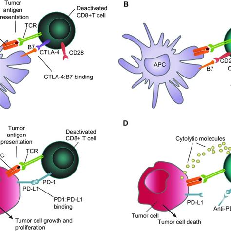 Pdf New Modalities Of Cancer Treatment For Nsclc Focus On Immunotherapy