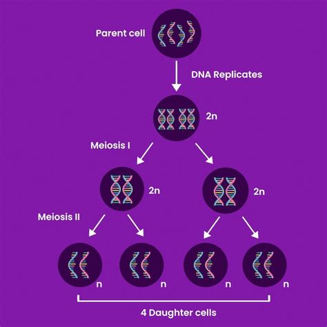 Diagrama De La Meiosis Proceso De División Celular Diseño Infográfico