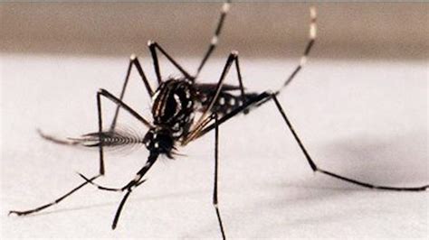 Dengue Faz 3 Estados E Df Decretarem Situação De Emergência