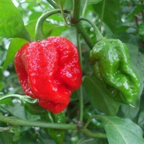 Chilli Seeds Fire Dragon Chillies