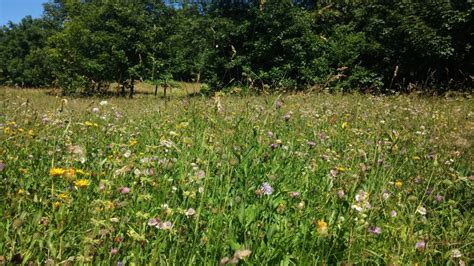 Permanent Grassland Dictionary Of Agroecology