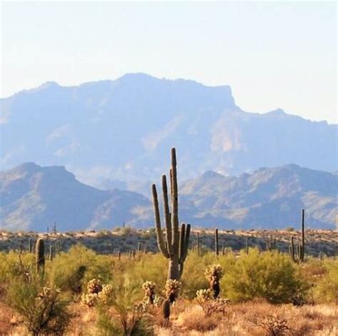 Aerial Cactus Aml Kaggle