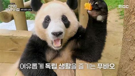 푸 혼자 산다 어른 판다가 된다는 것 핫클립 다큐플렉스 만나면 좋은 친구 Mbc
