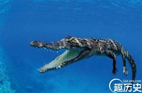 鹹水鱷是現在世界上最大的鱷魚也是最大的爬行動物 每日頭條