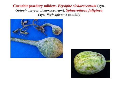Cucurbits Pests And Diseases Management Pptx Gardening Home And Garden