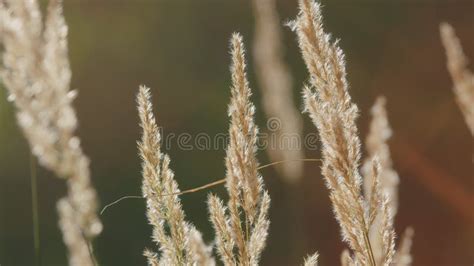 Beautiful Pattern With Neutral Colors Stalks Of Dry Reeds Background