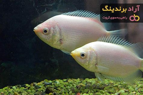 ماهی مولی فروشندگان قیمت مناسب ماهی مولی آراد برندینگ