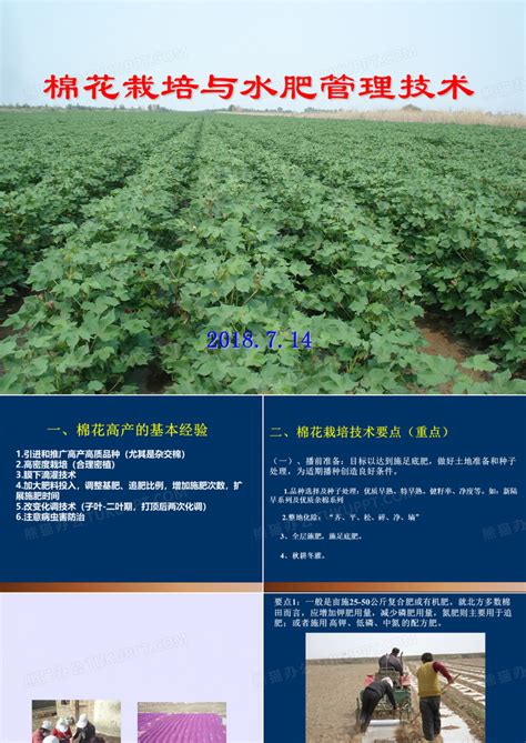新疆棉花高产栽培技术714课件PPT模板下载 编号qondzydy 熊猫办公