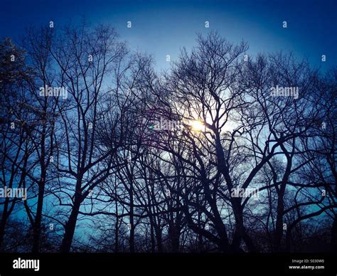 Sunlight Coming Through Trees Stock Photo Alamy