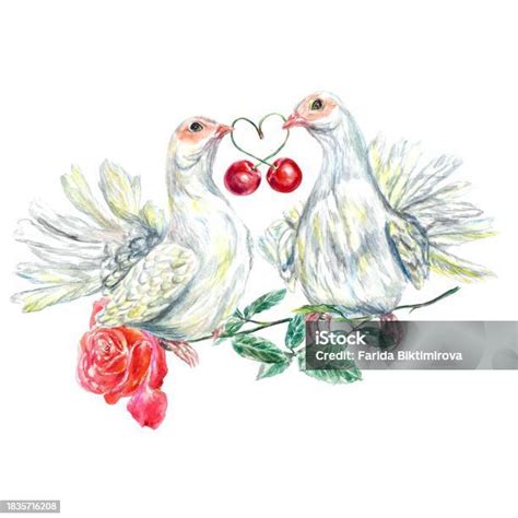 체리와 장미를 곁들인 흰 비둘기 흰색 배경에 수채화 그림입니다 발렌타인 데이 인사말 카드 청첩장 표지 결혼식에 대한 스톡 벡터 아트 및 기타 이미지 Istock