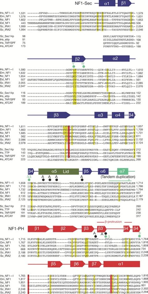 Structure Based Sequence Alignment Of The Nf1 Sec Ph Region Showing
