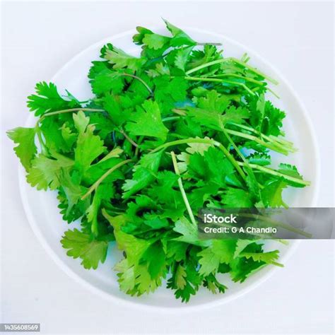 녹색 고수풀은 신선한 유기농 및 향기로운 실란트로 허브 중국 파슬리 향신료 다니아 야채 접시 근접 촬영보기 이미지 고수에 대한 스톡 사진 및 기타 이미지 Istock