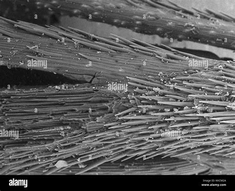 Scanning Electron Microscope Sem Micrograph Showing Foxtail Grass