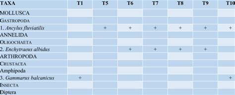 List Of Detected Macroinvertebrate Taxa In The Project Area Download