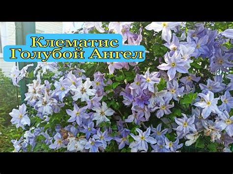 Клематис Голубой Ангел. - YouTube
