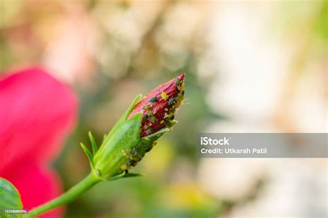 히비스커스 꽃 식물의 싹에 진딧물 다양한 꽃 식물과 작물의 심각한 해충인 세포 수액을 빠는 히비스커스에 대한 스톡 사진 및 기타 이미지 Istock