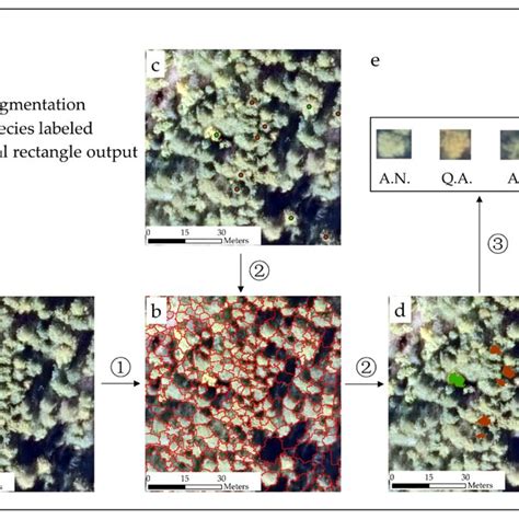 Steps For Constructing The Sample Dataset Of Individual Trees A Download Scientific Diagram