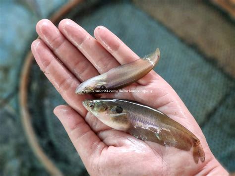 មានលក់កូនត្រីកម្រ ត្រីសណ្តាយ ត្រត្រឪន ត្រីឆ្លាំង ត្រីក្រាយ ត្រីគ្រុំ ត្រីឆ្កោក ត្រីព្រួល