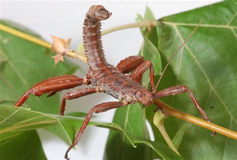 Order Phasmatodea Ent 425 General Entomology