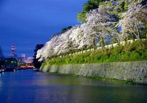 駿府城公園の桜 2025年の見頃と現在の開花状況ライトアップはいつ 歩いてみたブログ