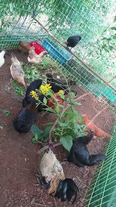 귀엽고 활력 넘치는 햇암탉 깡충깡충 왕고들빼기 꽃을 따먹고 욕심이 까망이는 나무위에 올라 ㅡ대장수탉은 젊은수탉 쫒으랴 암탉챙기랴 바쁘고 돼지감자도 가을이라 하늘하늘 노랑꽃을