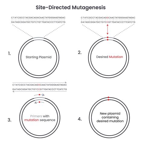 Premium Vector Site Directed Mutagenesis Vector Illustration Infographic
