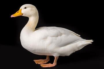 Premium Photo A White Duck With Orange Feet Stands On A Black Background