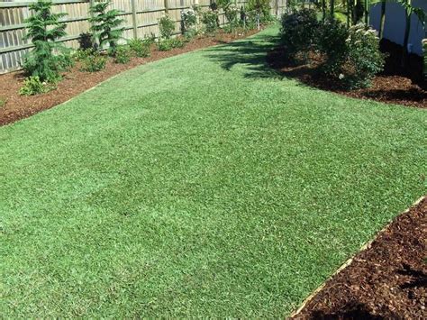 Sir Walter Turf Buffalo Grass Sir Walter Brisbane Lawn Block