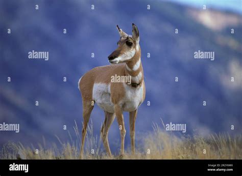 Pronghorn Pronghorn Antelope Pronghorn Antelope Pronghorn Animal Pronghorn Bearer Pronghorn