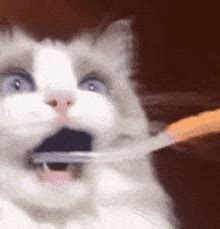 Brush Your Teeth S Tenor